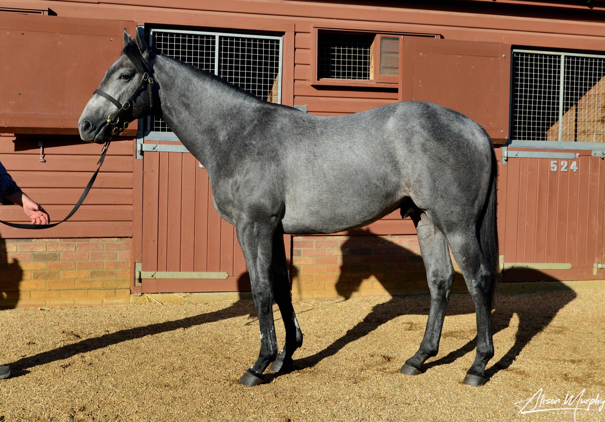 Dark Vintage (IRE) wins second time out at Del Mar - McElroy Equine